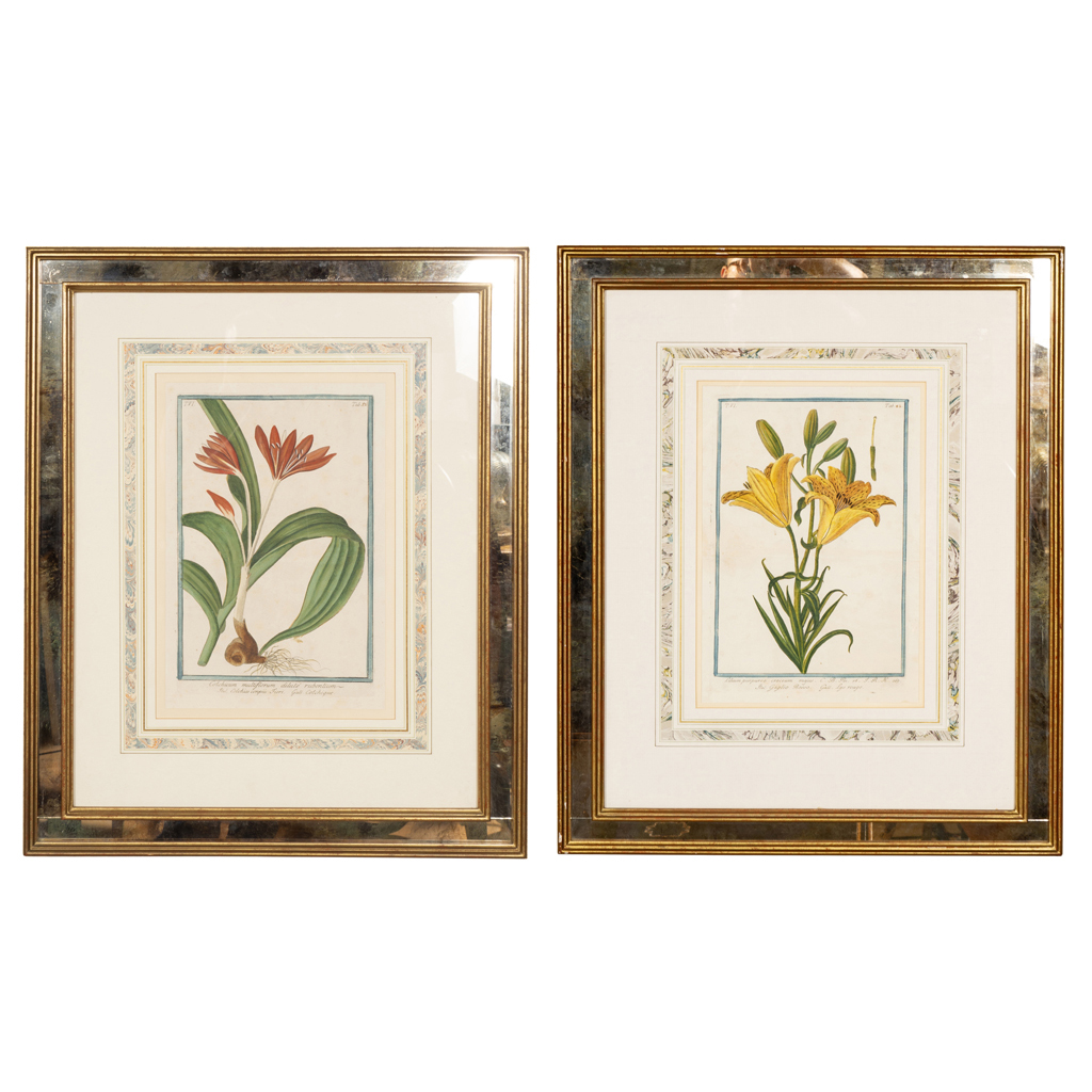 Johann Wilhelm Weinmann Framed Pair of Botanical Prints - David Neligan ...