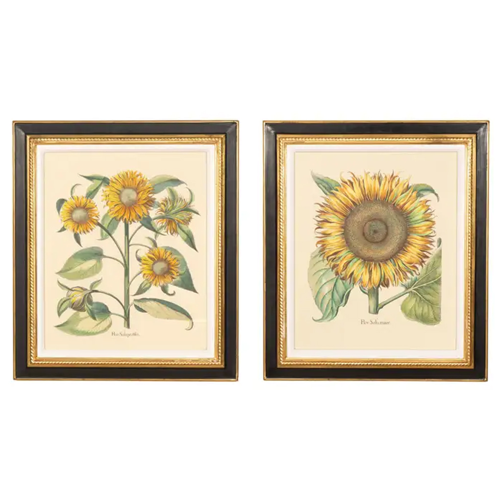 Pair Of Reproduction Basilius Besler Prints Of Sunflowers - David ...